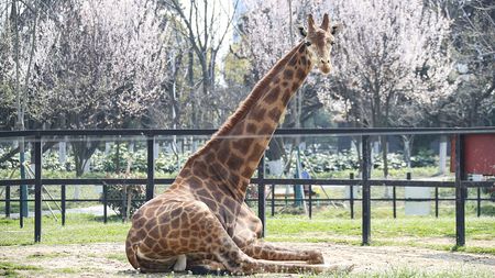 Zoo animals embrace Spring in E China's Jiangsu - CGTN
