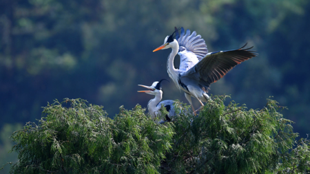 Busy season for heron love birds in SW China - CGTN