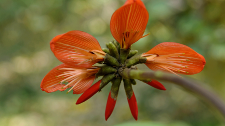 In picture: Year-end collection of eccentric flowers - CGTN