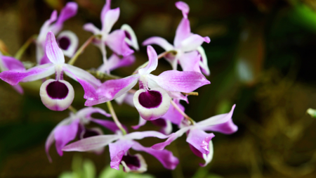 In pictures: Blossoms brightening Xishuangbanna 9 - CGTN