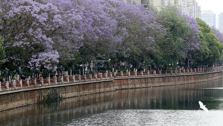Explosion of purple along Panlong River as jacaranda blooms - CGTN