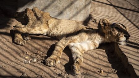 Images of starving lions in Sudan zoo spark global concern - CGTN