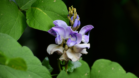 In picture: year-end review of the blossoms brightening Xishuangbanna ...