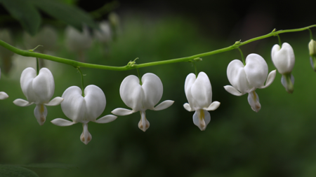 Beijing Botanical Garden embraces peak season for blooms - CGTN