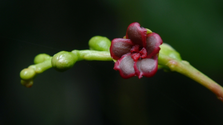 In pictures: Blossoms brightening Xishuangbanna 10 - CGTN