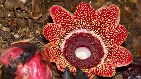 The rare bloom you've never seen and may never see again - CGTN