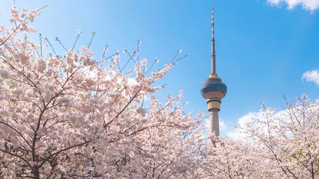 Chasing spring in Beijing parks: Yuyuantan Park - CGTN