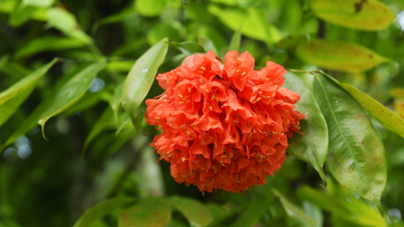 In pictures: year-end review of the blossoms brightening Xishuangbanna ...