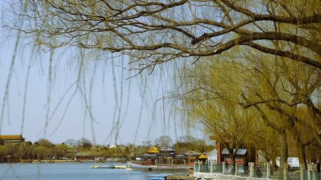Ancient trees are the most valuable ecological assets - CGTN