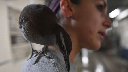 Conservation efforts save 10 species from extinction - CGTN