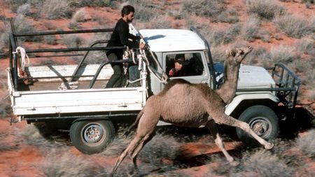 Thousands of thirsty camels to be shot down in Australia - CGTN