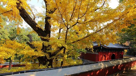 Beijing's best season? Golden fall leaves brighten the city - CGTN