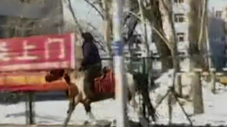 Man and horse go grocery shopping in viral video - CGTN