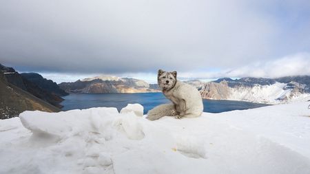 White fox in China's Changbai Mountain - CGTN
