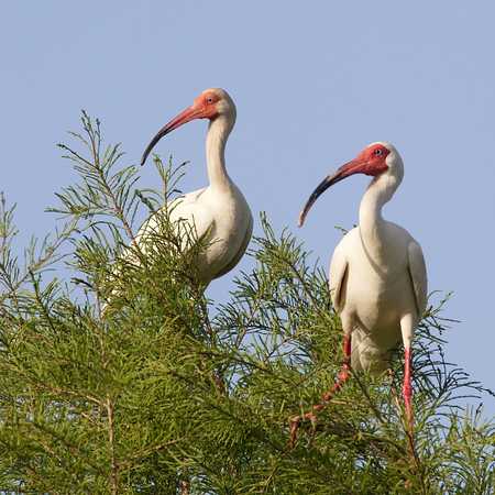 Live: Wild crested ibises in Shaanxi to hatch eggs - CGTN