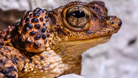 1st in vitro Puerto Rico crested toad gives scientists hope - CGTN