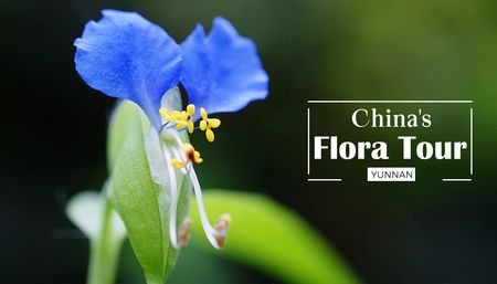 China's Flora Tour: A little blue flower looks like a duck's foot - CGTN