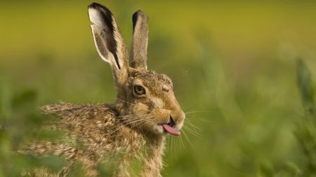 City of Wild: The rabbits living in a studio apartment - CGTN