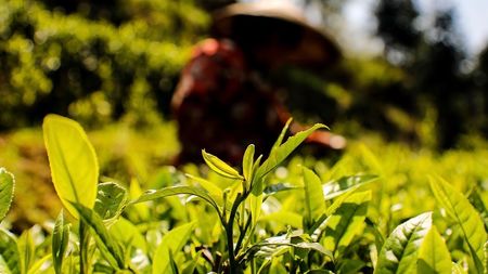 Farmers harvesting spring tea in central China's Hunan - CGTN