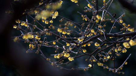 Why is the wintersweet not afraid of the cold? - CGTN