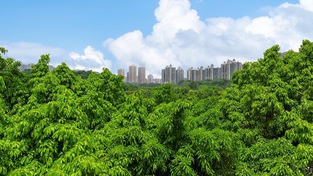 Chongqing plants about 58,000 hectares of trees in first two months - CGTN