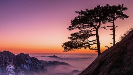 China's iconic pine tree to be digitalized - CGTN