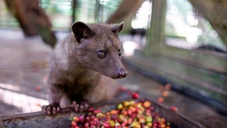 Health risks, animal abuse behind coffee made from excreted berries - CGTN