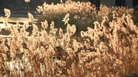 Golden common reeds in Beijing - CGTN