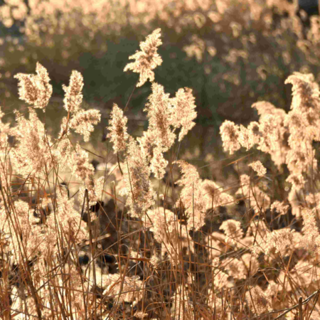 Golden common reeds in Beijing - CGTN