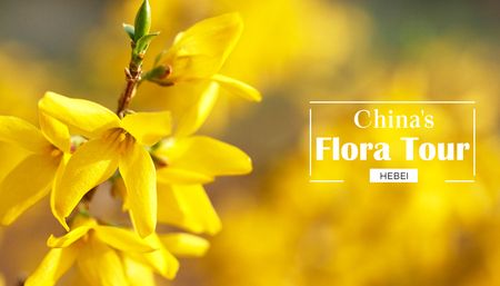 China's Flora Tour: One of the earliest flowers blooming in spring - CGTN