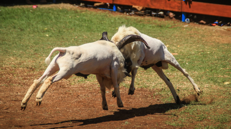 Discovering traditional ram fighting in Indonesia - CGTN