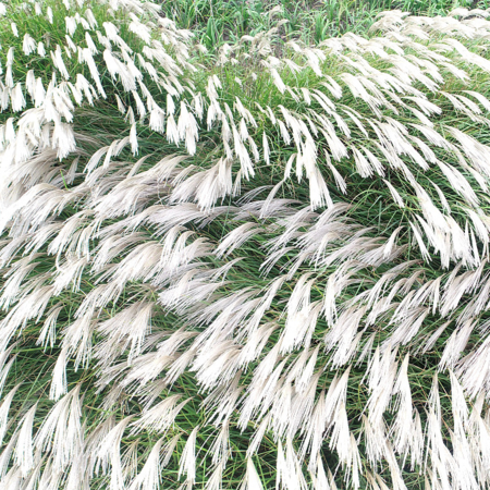 Enjoy the sea of reed catkins in China's Jiangsu - CGTN