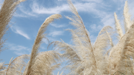 Enjoy the sea of reed catkins in China's Jiangsu - CGTN