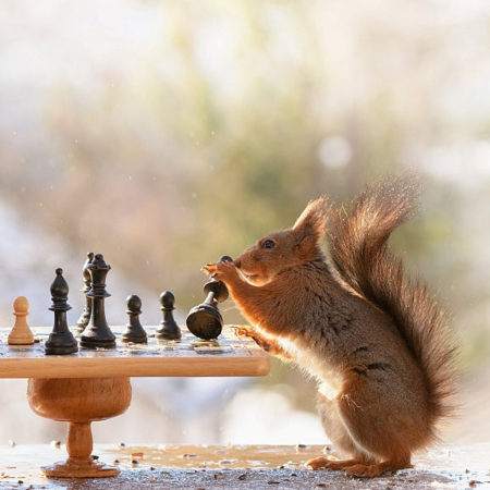 Photographer invites red squirrel to a chess game - CGTN