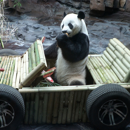 Panda receives custom-made car for birthday - CGTN