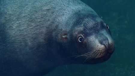 Sea lions with impressive facial expressions - CGTN