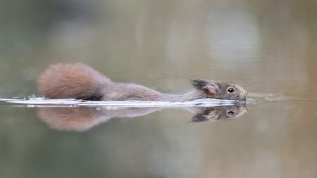 Stunning pictures of squirrel and its reflection in water - CGTN