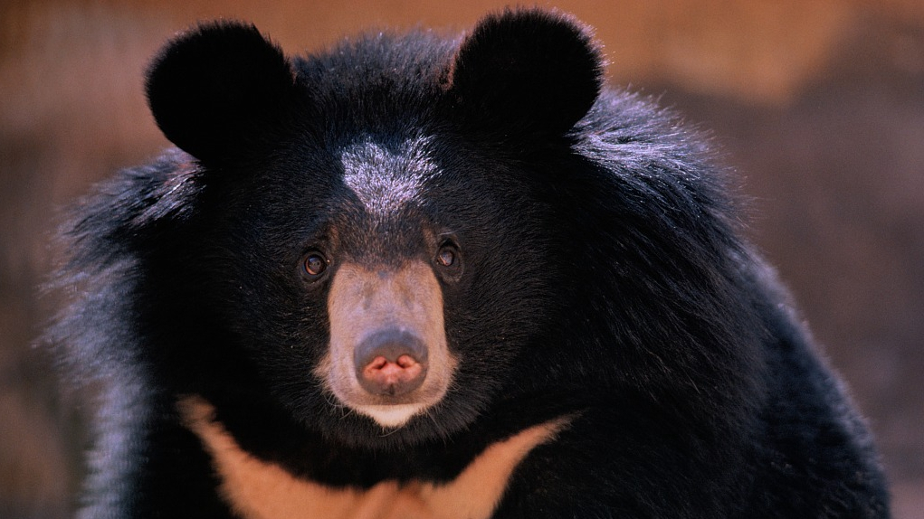 Rare Wild Animals Images