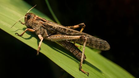 Chinese experts survey Punjab to help Pakistan with locust plague - CGTN