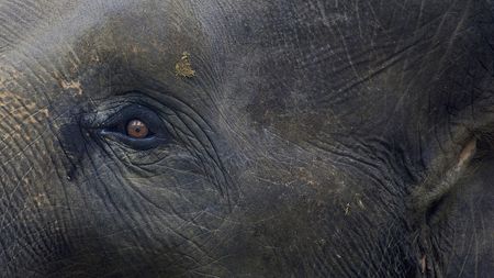 Two critically endangered elephants found dead in a week in Indonesia ...