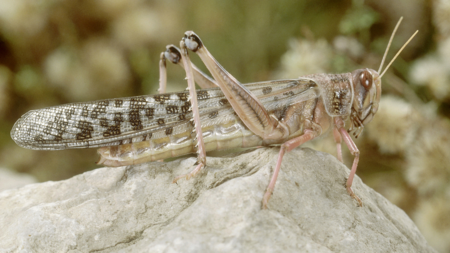 UN calls for greater global effort in tackling locust invasion - CGTN