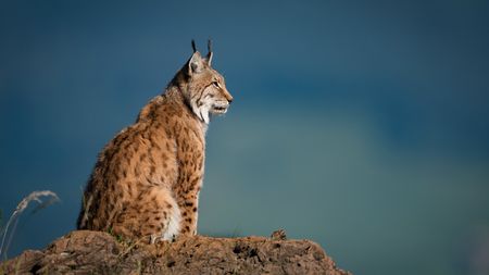 Lynx, wolves captured on camera in southwest China nature reserve - CGTN