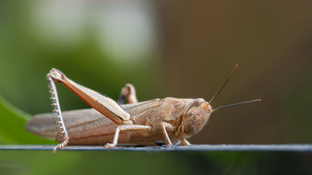 Locust outbreak threatens food security in East Africa - CGTN