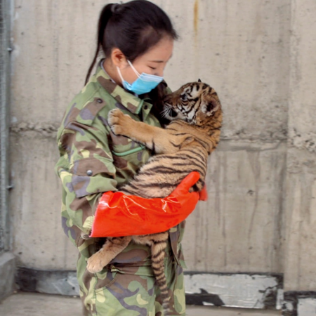 Tiger Mum - CGTN