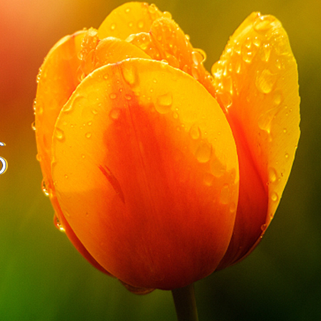 Gardens and guardians: Rambo tulips in the 'world's flower shop' - CGTN