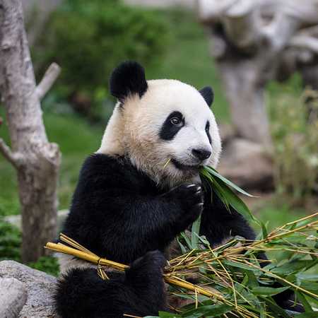 Live: Explore Jiawuhai Conservation and Research Park of Giant Panda - CGTN