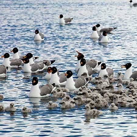 Live: Come with us to Tibet’s Bird Island! - CGTN