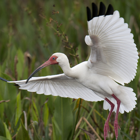 Live: How does the wild crested ibis give birth? - Ep.5 - CGTN