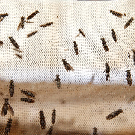 Researchers use gene editing tech to improve waste recycling insect - CGTN