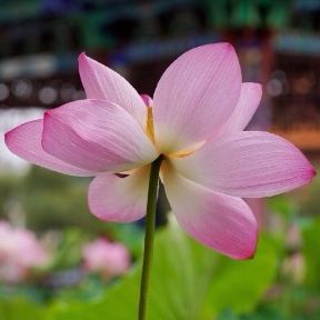 SW China's Yunnan to hold int'l flower expo - CGTN